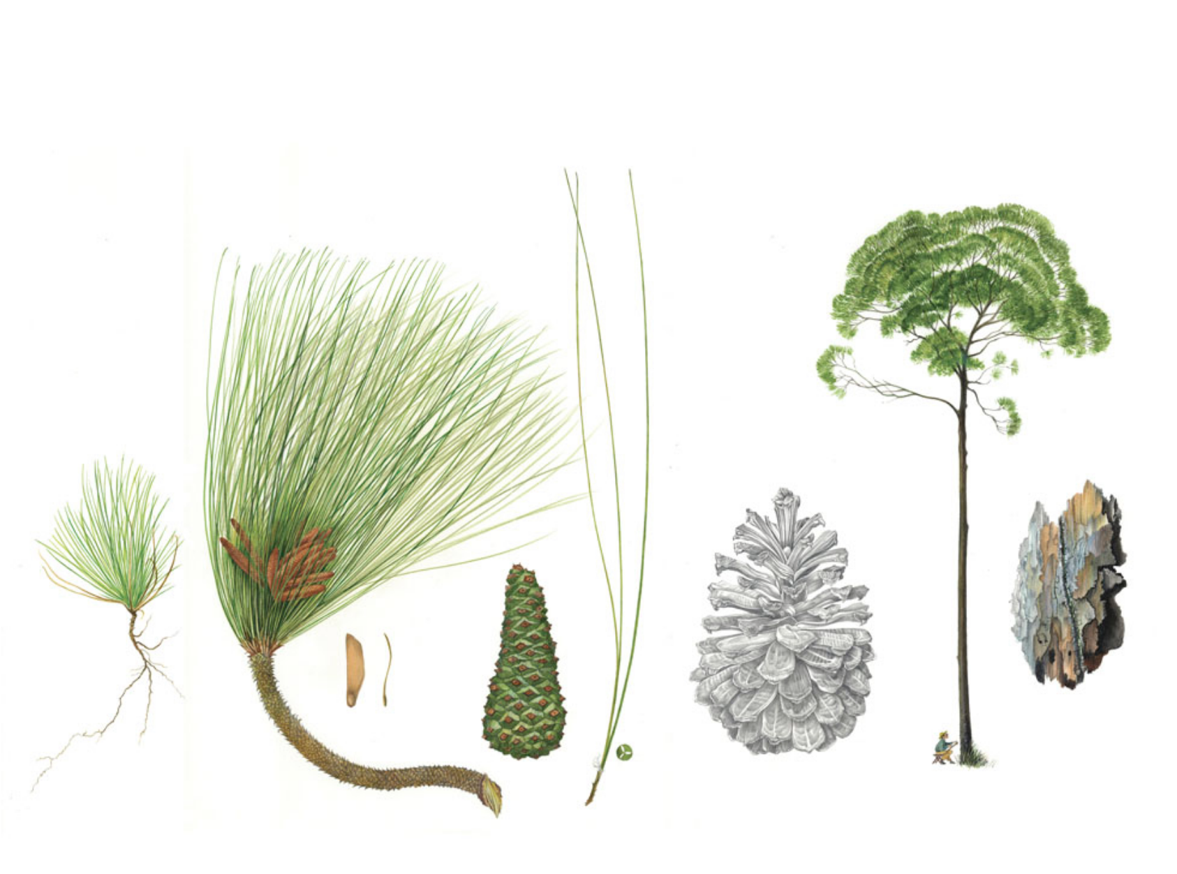 The Longleaf Pine Revisited and Revered Watercolor, colored pencil and ...